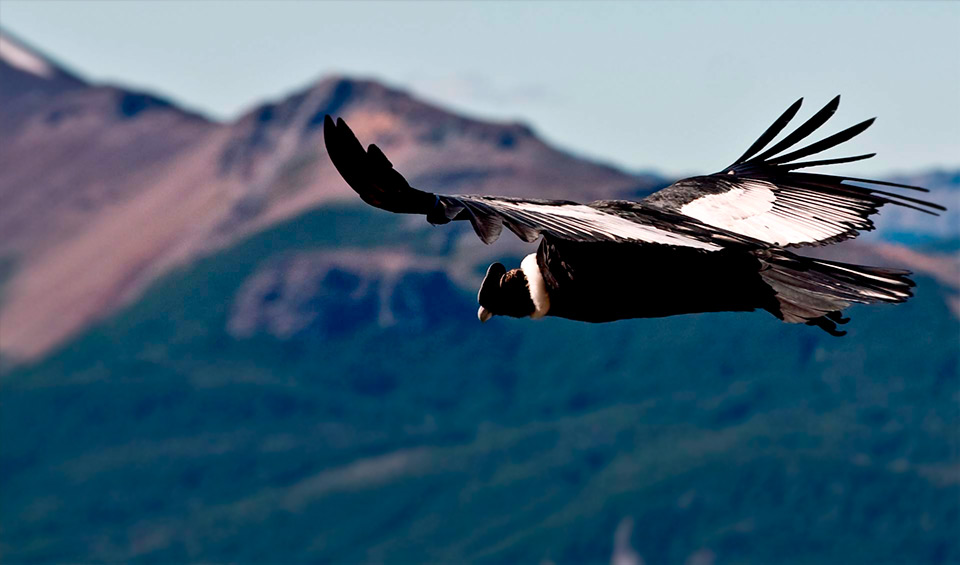 Avistaje de Aves | Bariloche.Org